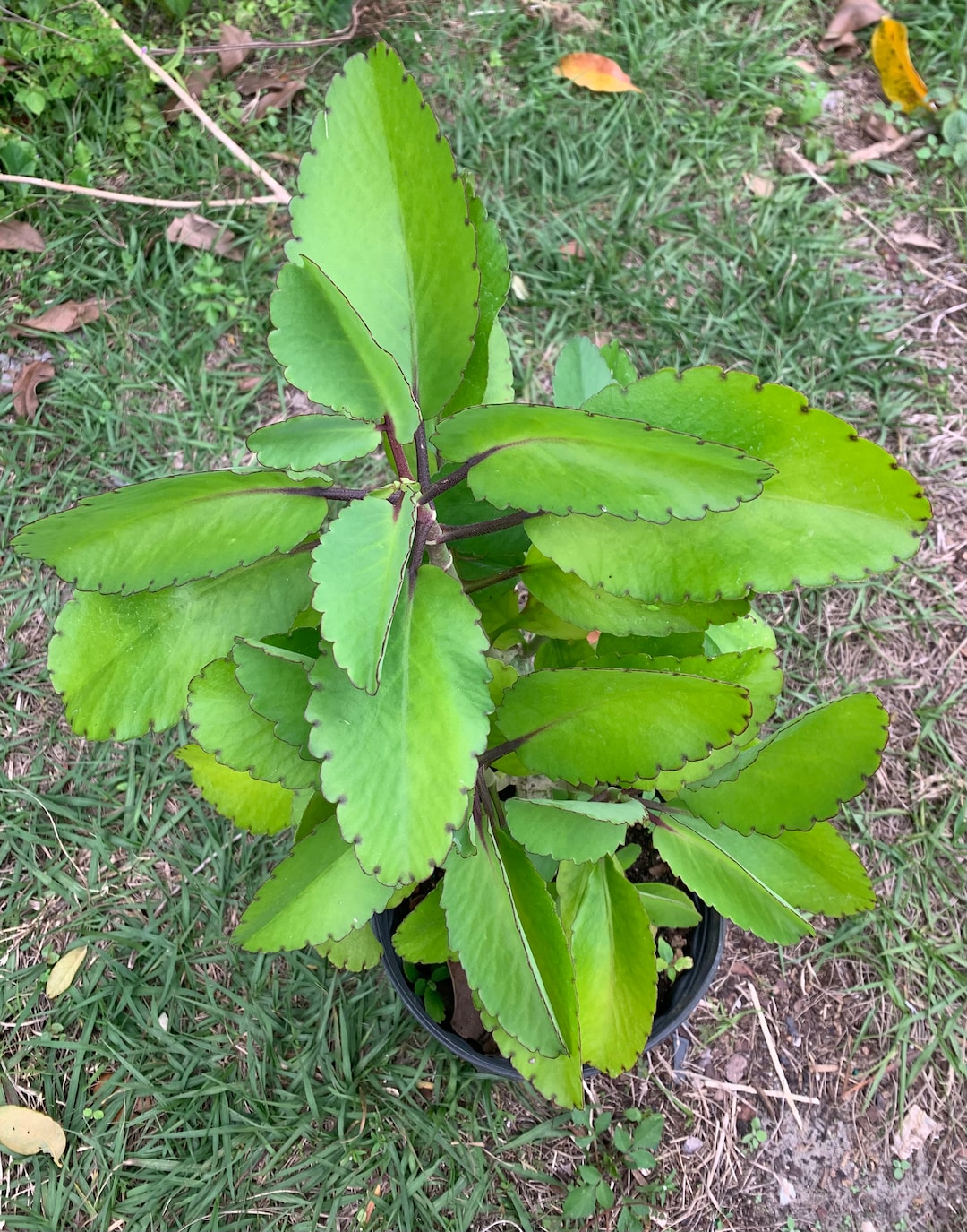 Kalanchoe Pinnata, Miracle Leaf,live Plant)no Ship CA and Also No ...