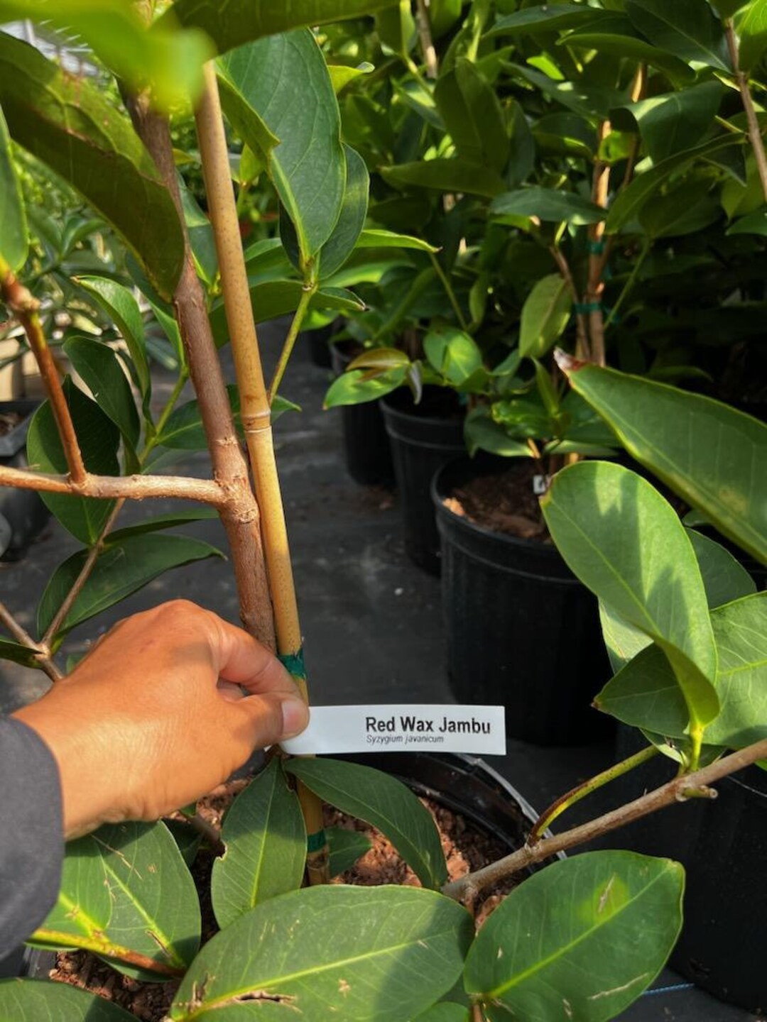 Red Wax Jambu Tree 3ft Tall Will Fruiting Next Year air Layeringno Ship ...