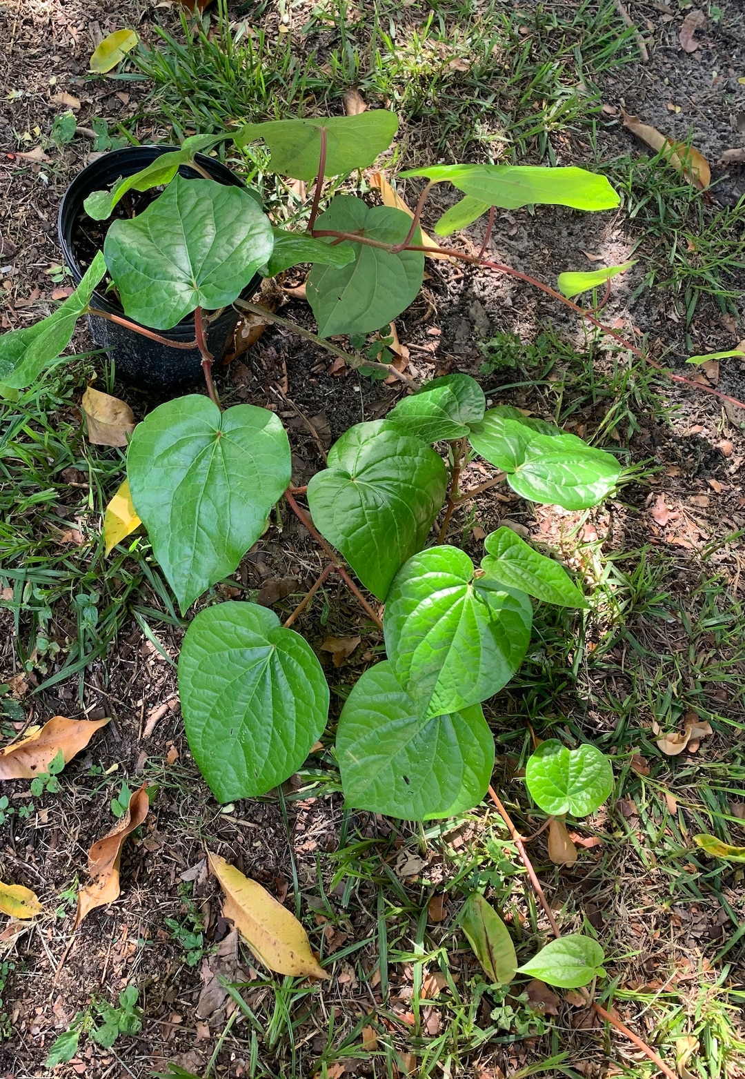 Betel Leaves paan Pata Plant 2 Ft Tall No Ship CA and AZ - Etsy Canada