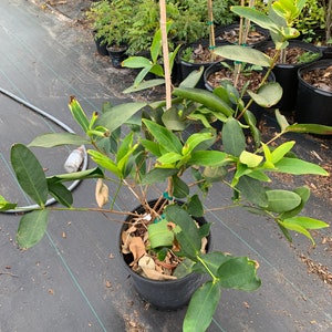 Thai Green Wax Apple /wax Jambu Tree/green Diamond Tree With Flower(2 ...