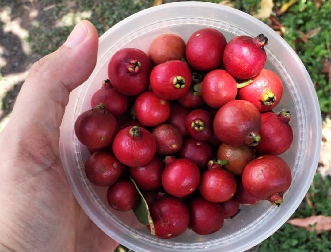 Strawberry Guava Tree (almost3ft Tall))no Ship CA and AZ - Etsy