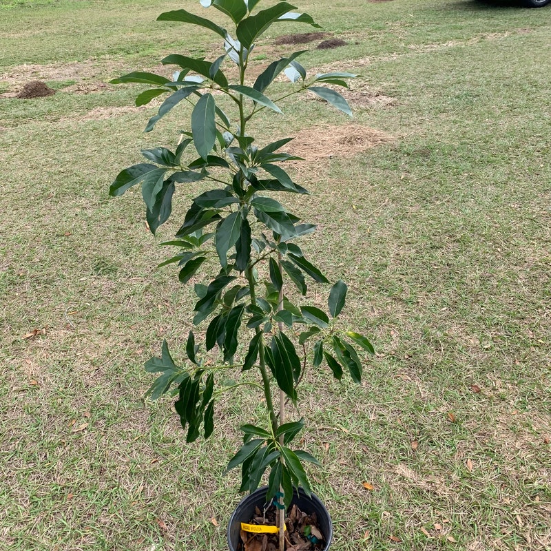 Avocado Tree - Etsy