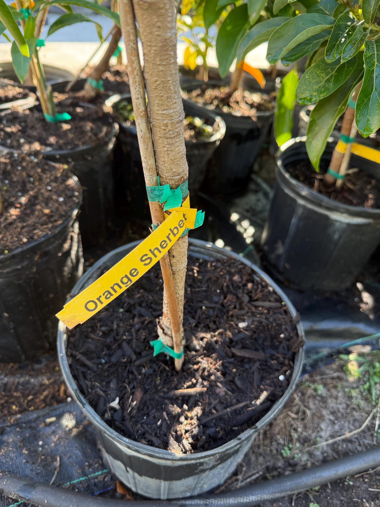 Orange Sherbet Mango Tree (grafted) 2-3 Ft Tall - Etsy
