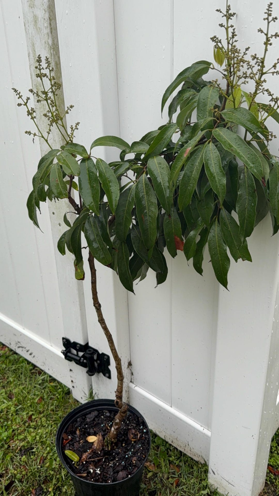 Sweet Heart Lychee Tree With Flowers (4 Feet Tall) No Ship California ...