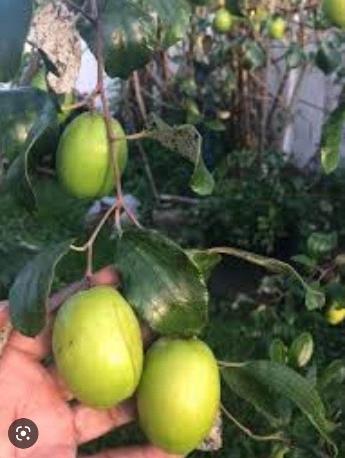 Thai Giant Jujube Tree (2-3ft Tall) Fruit is Big Sweet and Crunchy(will ...