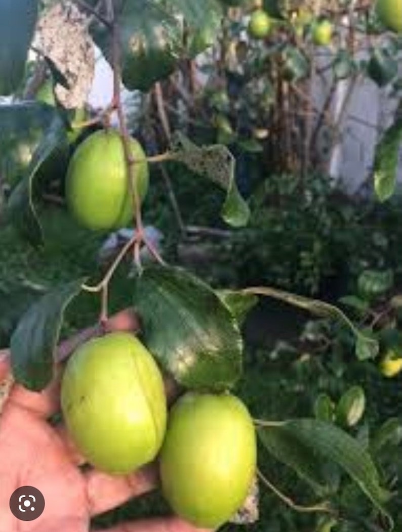 Thai Giant Jujube Tree (2-3ft Tall) Fruit is Big Sweet and Crunchy(will ...