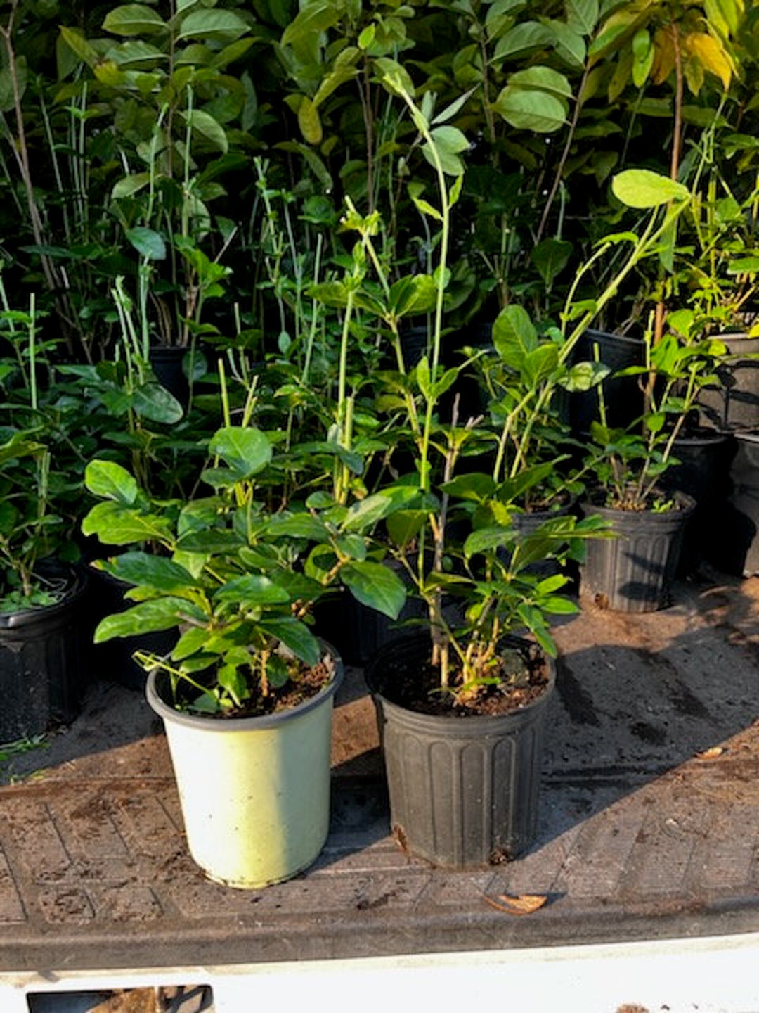 Thai Grand Duke Supreme Jasmine Flower Plant (almost 2 Ft Tall) Will Be ...