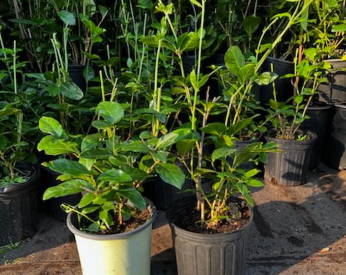 Thai Grand Duke Supreme Jasmine Flower Plant (almost 2 Ft Tall) Will Be ...