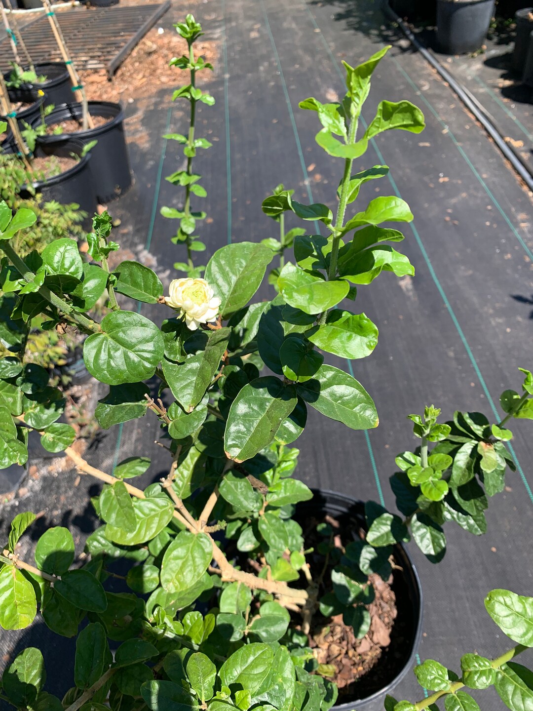 Thai Grand Duke Supreme Jasmin Plant (4 Ft Tall)no Ship CA and AZ) - Etsy