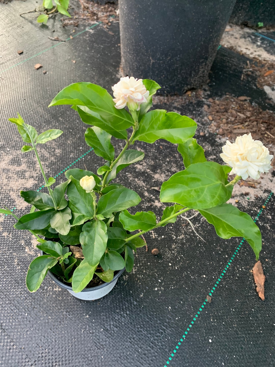 Grand Duke Jasmine Flower Plant (6 Inch Tall ,4 Inch Cup)no Ship CA and ...