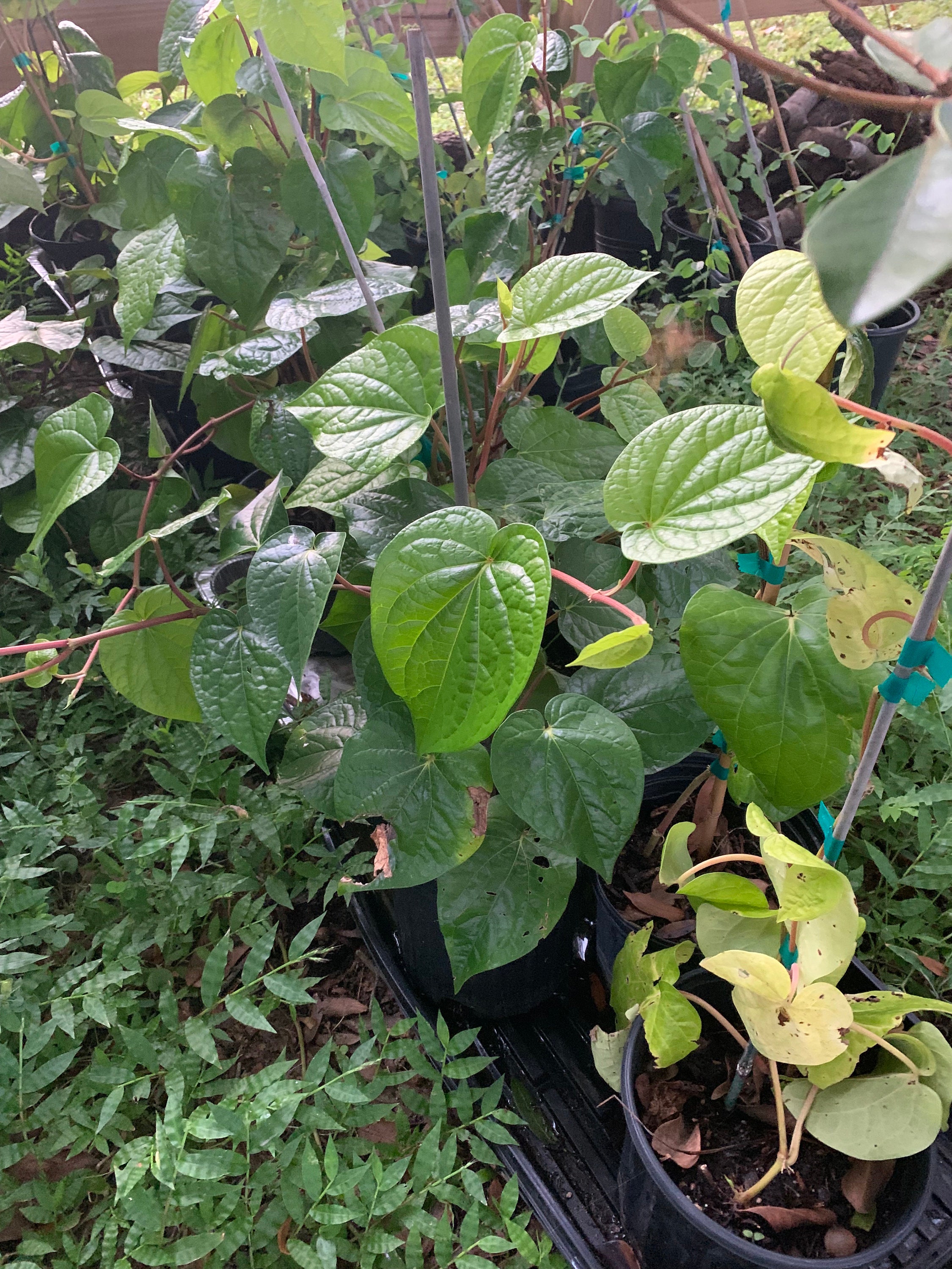 Betel Leaves (paan Pata) Plant (1-2 Ft Tall) No Ship CA and Az - Etsy ...