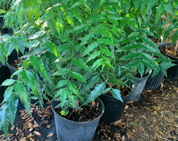 Neem Tree (2 Ft Tall))no Ship CA and AZ - Etsy