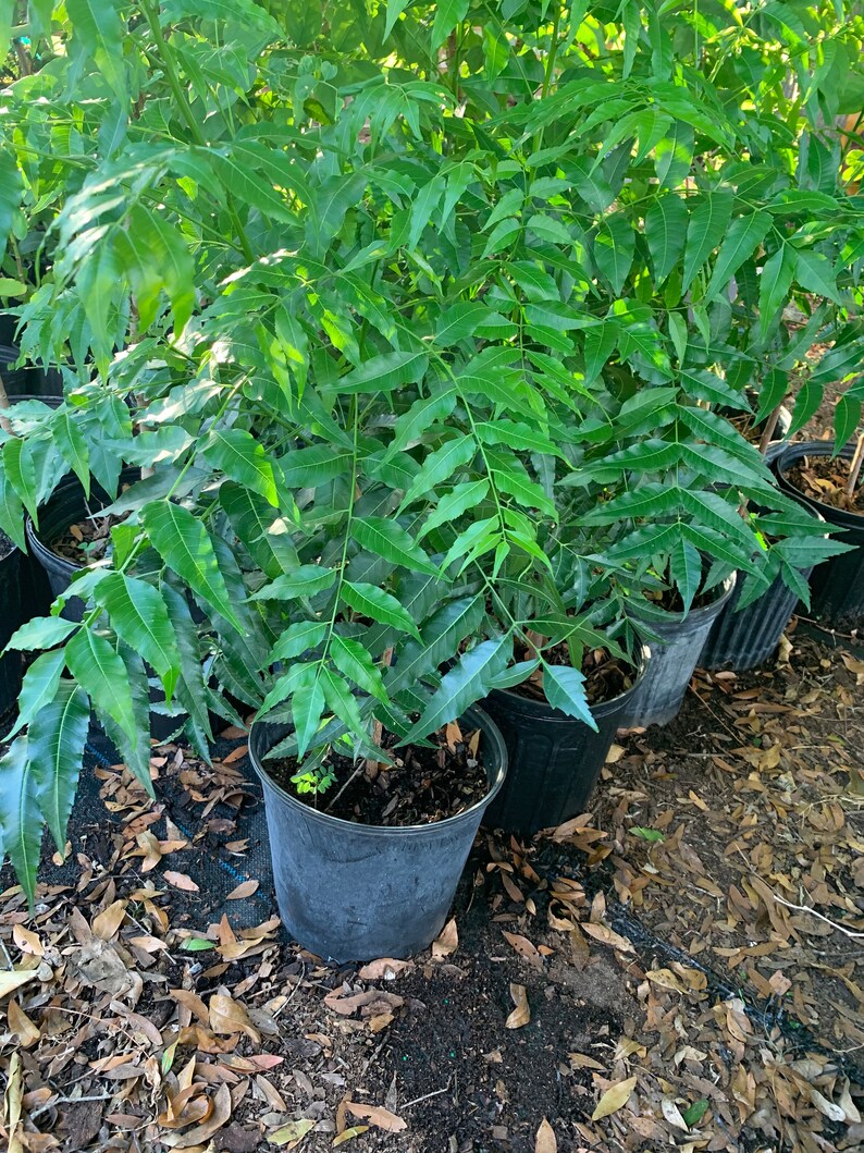 Neem Tree 2 Ft Tallno Ship CA and AZ - Etsy