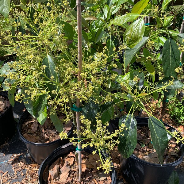 Hass Avocado Tree - Etsy