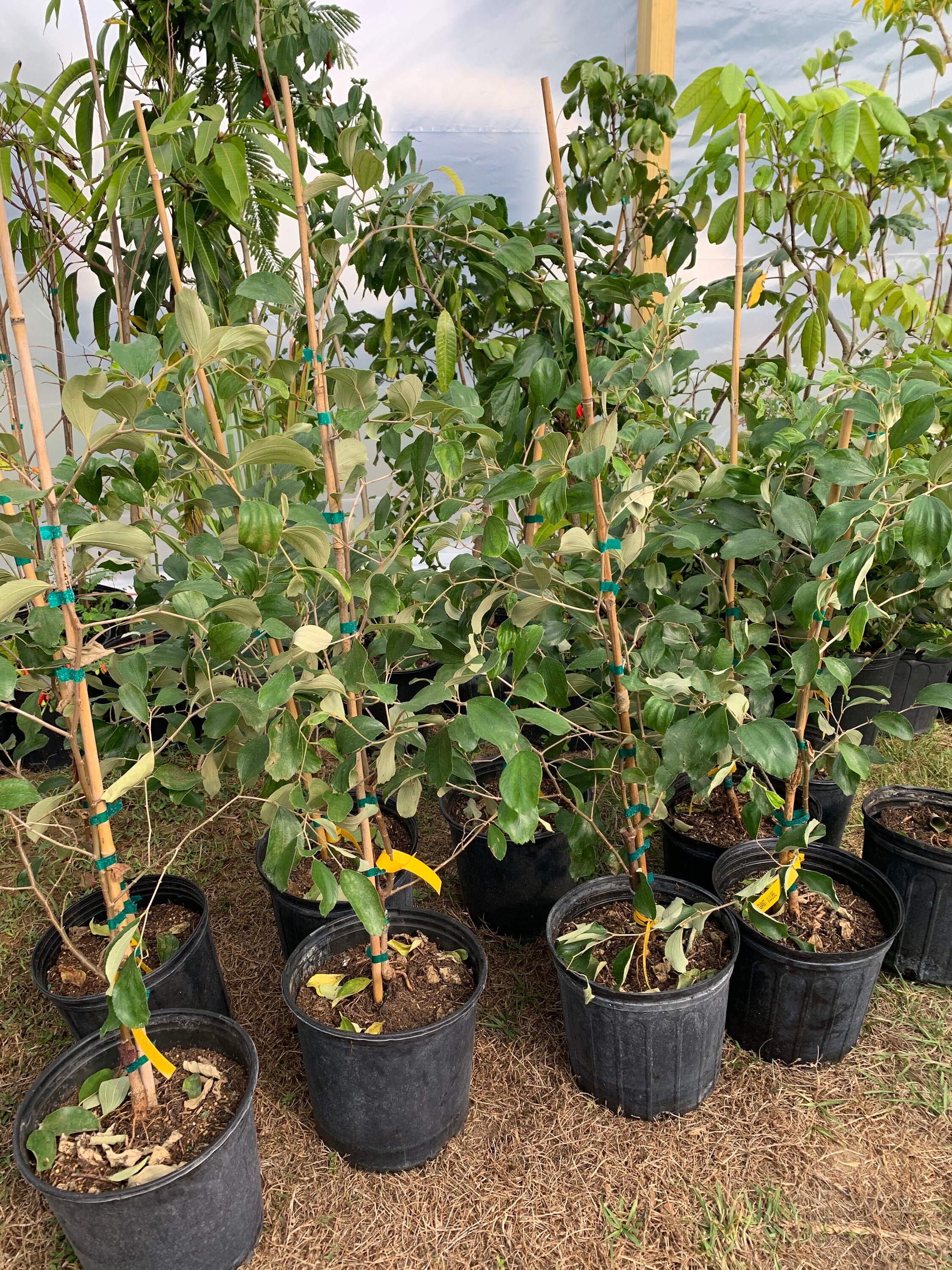 Thai Giant Jujube Tree (2-3ft Tall) Fruit is Big Sweet and Crunchy(will ...