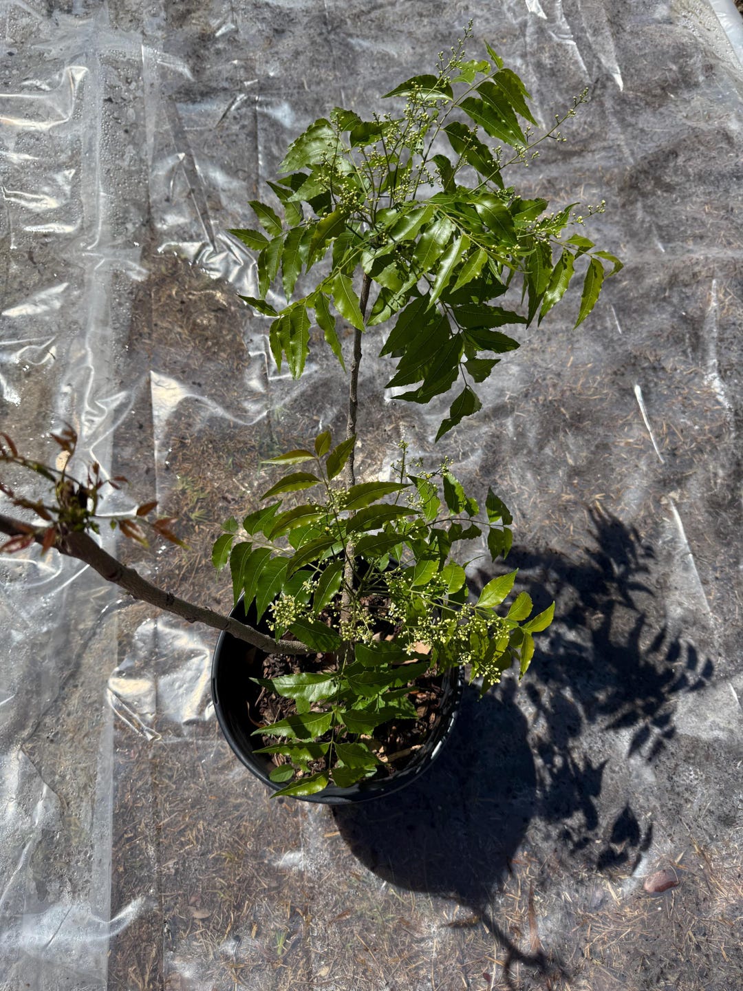 Neem Tree With Flower (2 Feet Tall) No Ship California - Etsy