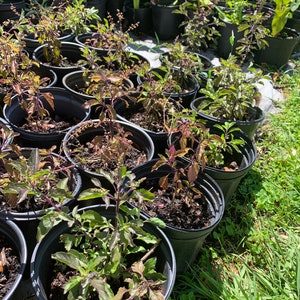 Purple Holy Basil tulsi Plant 6 Inch Tall - Etsy