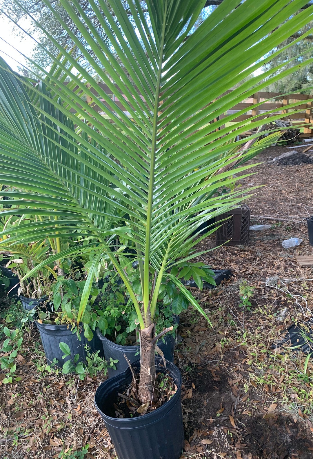 Dwarf Malayan Coconut Tree 4 Ft Tallno Ship CA and AZ - Etsy