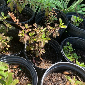 Purple Holy Basil tulsi Plant 6 Inch Tall - Etsy