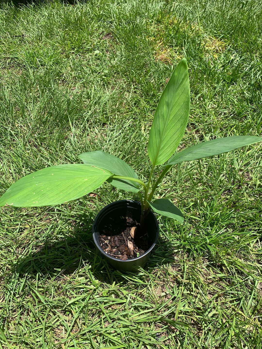 Finger Root Ginger Plant - Etsy