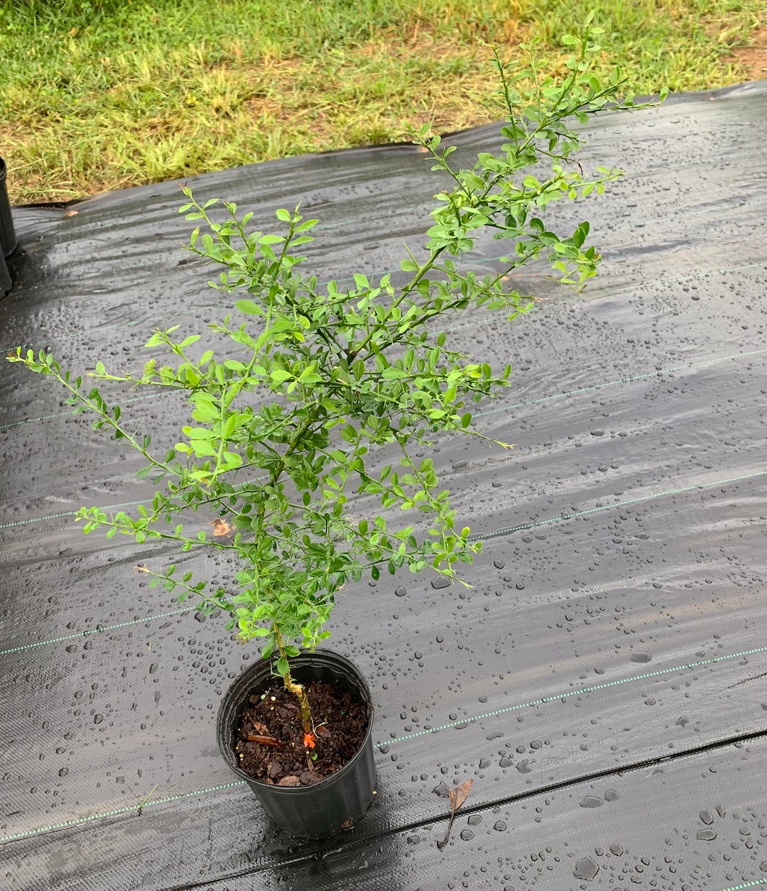 Red Finger Lime Tree (2 Ft Tall) No Ship California Will Be Flowering ...