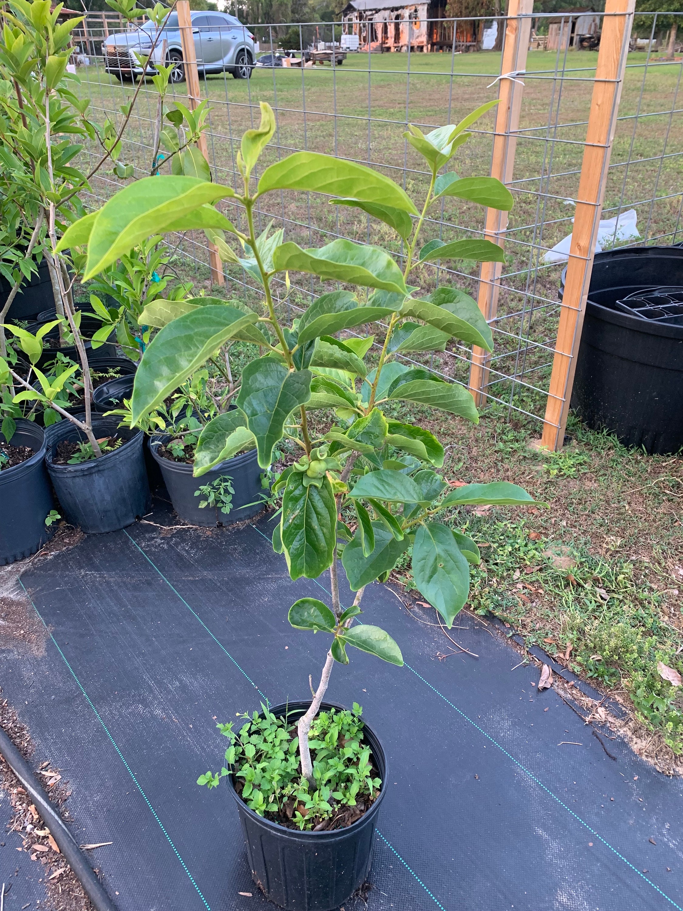 Fuyu Persimmon Tree (6 Ft Tall ) With Flowers (will Be Fruiting Soon ...