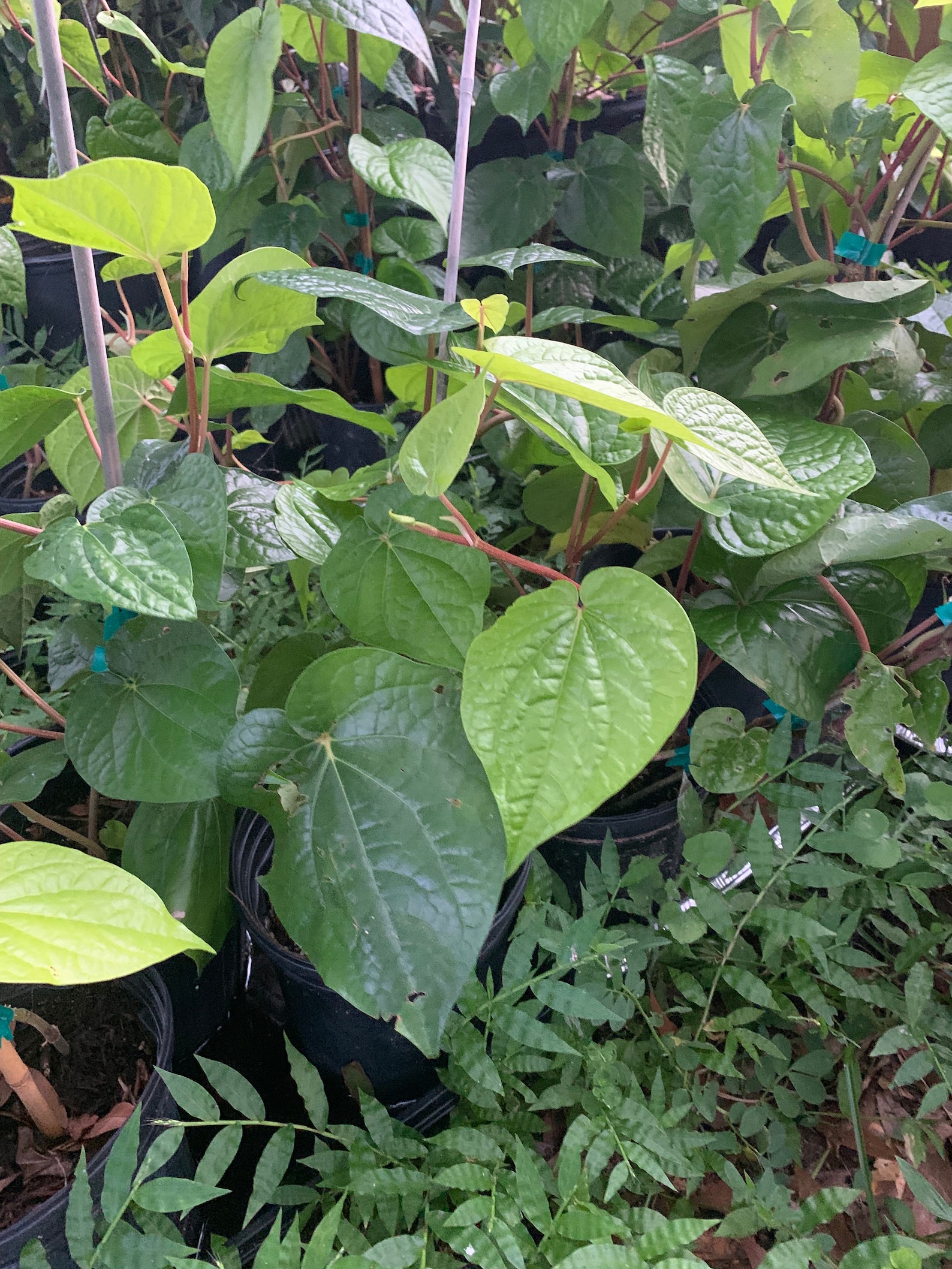 Betel Leaves (paan Pata) Plant (1-2 Ft Tall) No Ship CA and Az - Etsy ...