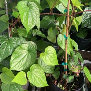 Betel Leaves (paan Pata) Plant (1-2 Ft Tall) No Ship CA and Az - Etsy ...