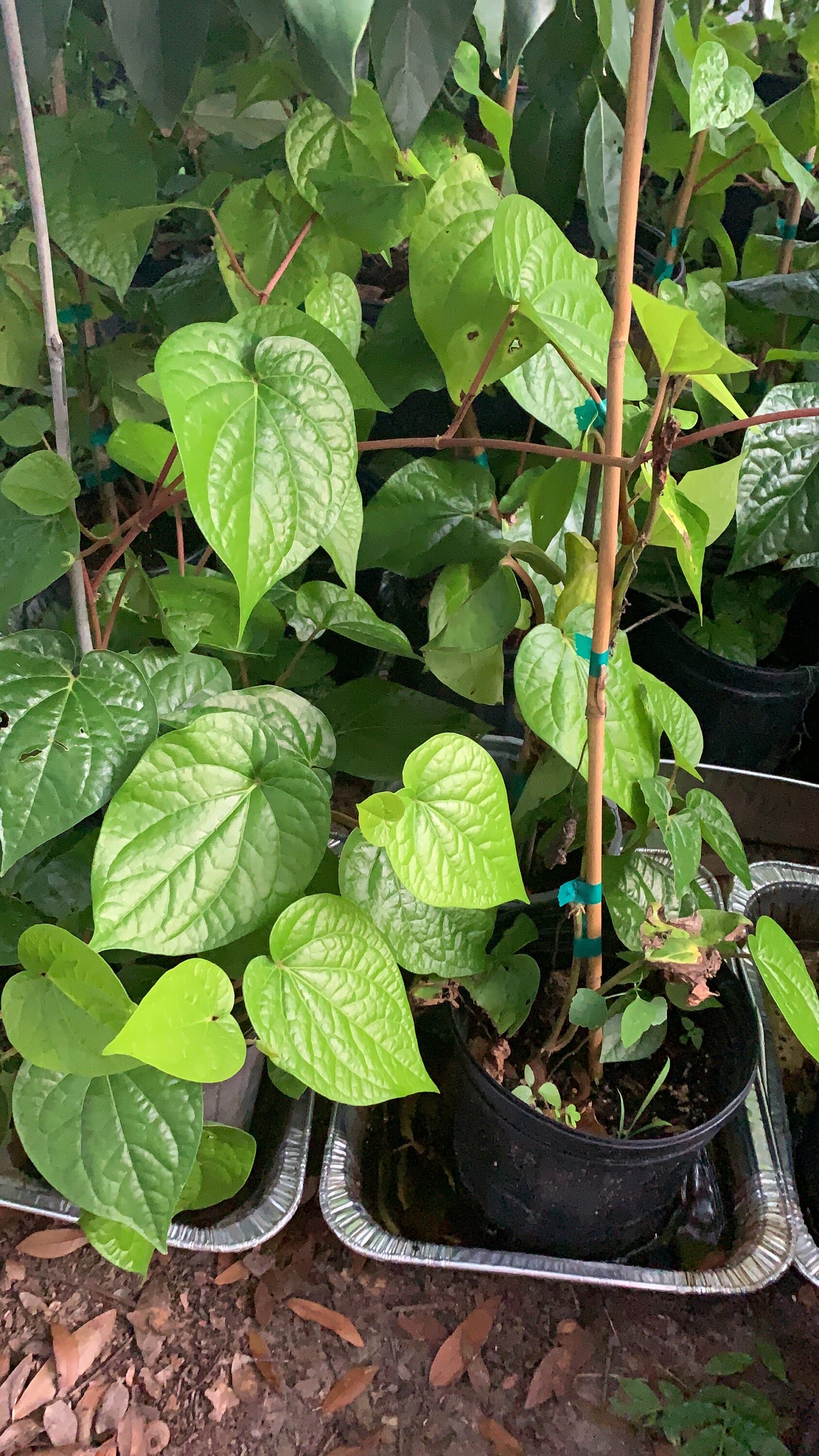 Betel Leaves (paan Pata) Plant (1-2 Ft Tall) No Ship CA and Az - Etsy ...