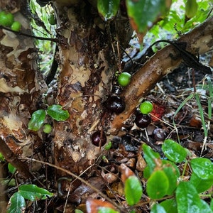 Red Jaboticaba Tree (3-4 Ft Tall))no Ship CA and AZ - Etsy