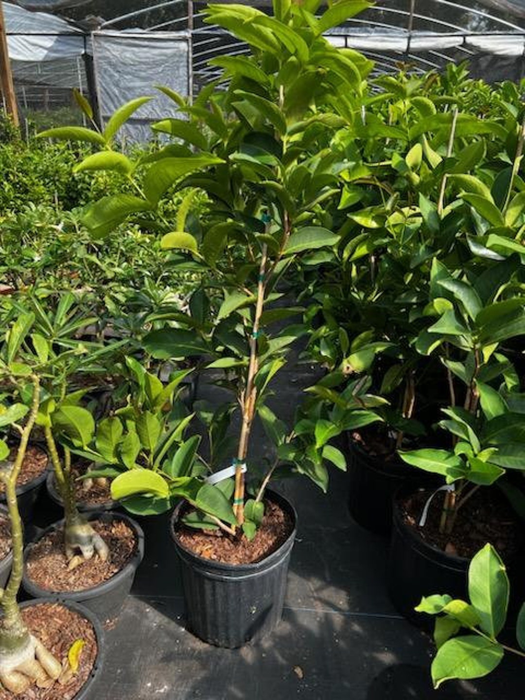 Red Wax Jambu Tree 3ft Tall Will Fruiting Next Year air Layering - Etsy