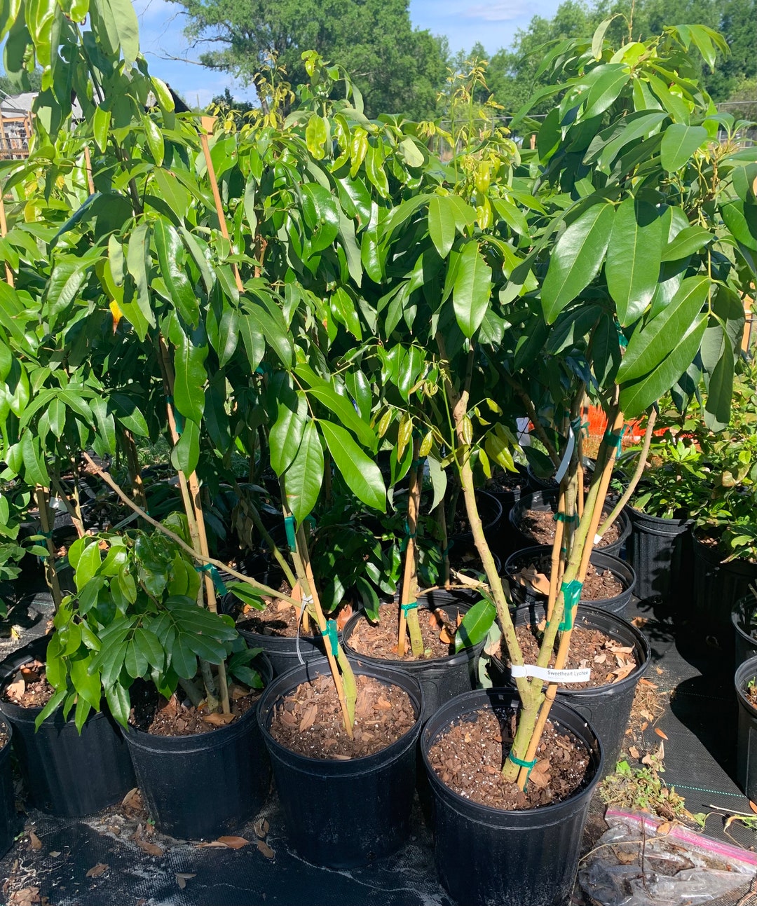 Sweet Heart Lychee Tree (3-4 Ft Tall) Air Layering Plant (will Be ...