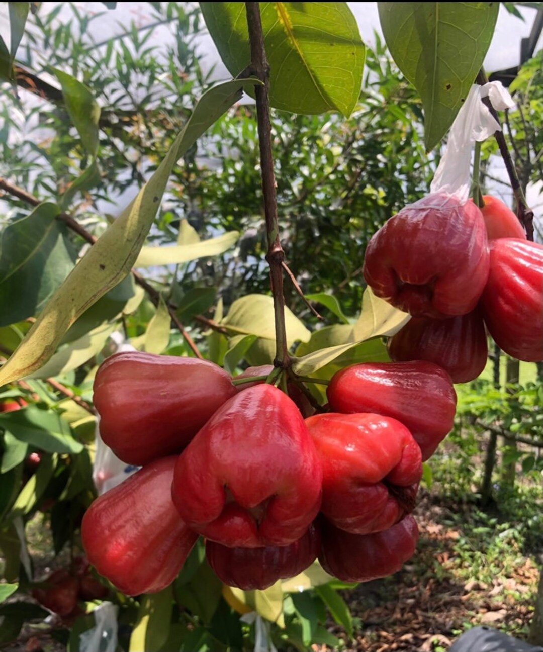Thai Red Wax Jambu /wax Apple Tree 3 Ft Tall Air Layering Plant Will Be ...