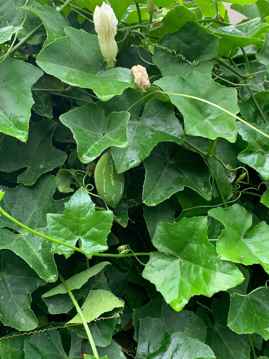 Tindora Plant - Etsy