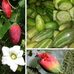 Tindora Plant (from Root Will Fruiting Next Year))no Ship CA and AZ - Etsy