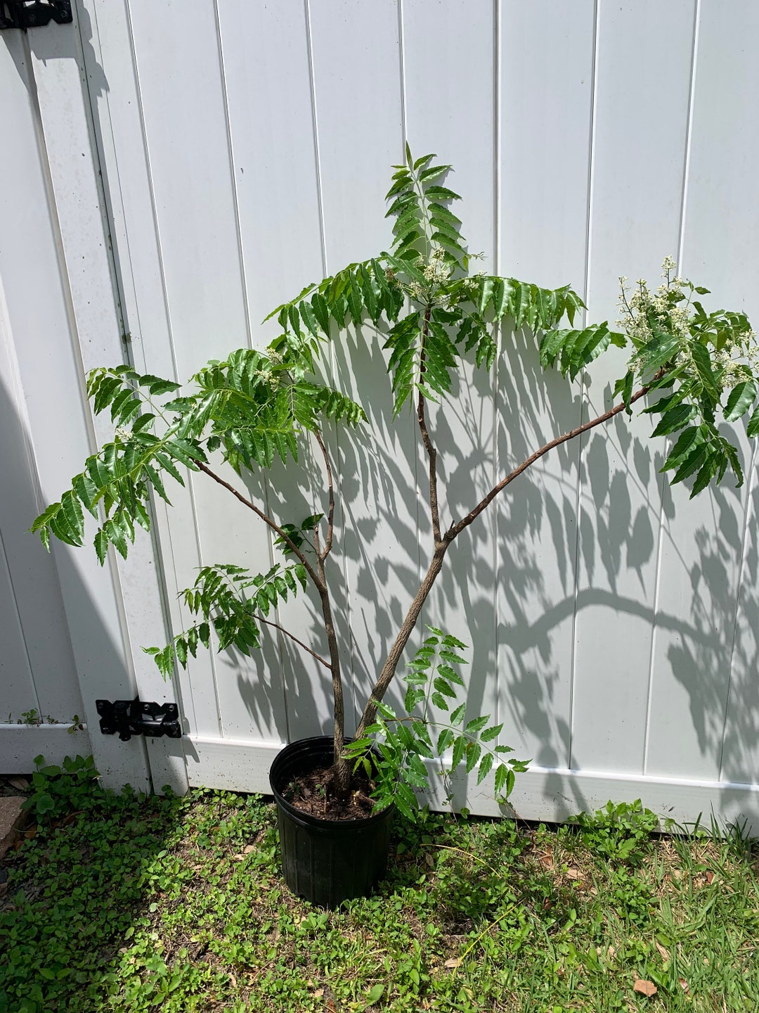 Neem Tree With Flower 4 Ft Tall - Etsy