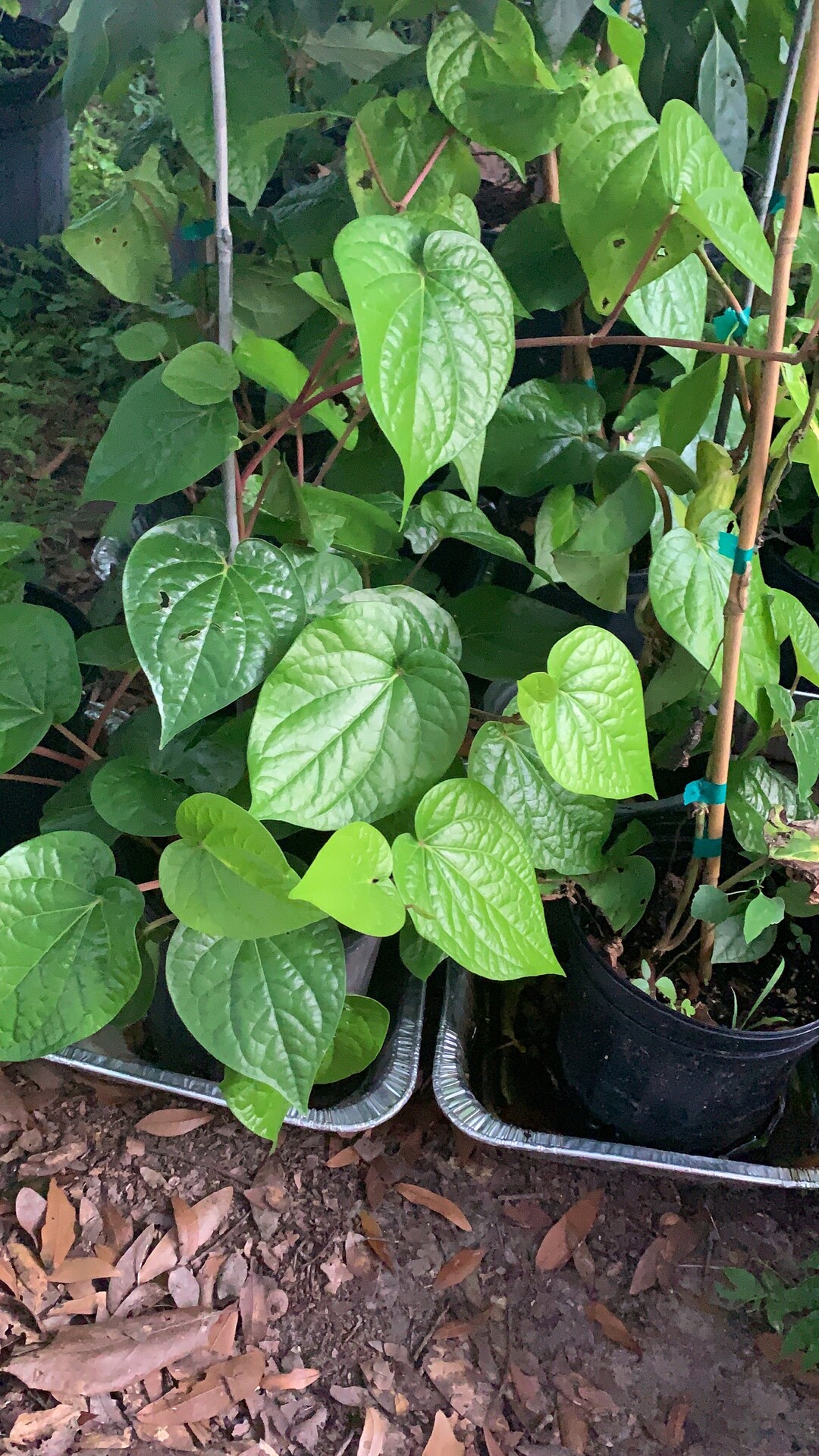 Betel Leaves (paan Pata) Plant (1-2 Ft Tall) No Ship CA and Az - Etsy ...
