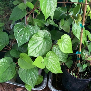 Betel Leaves (paan Pata) Plant (1-2 Ft Tall) No Ship CA and Az - Etsy ...