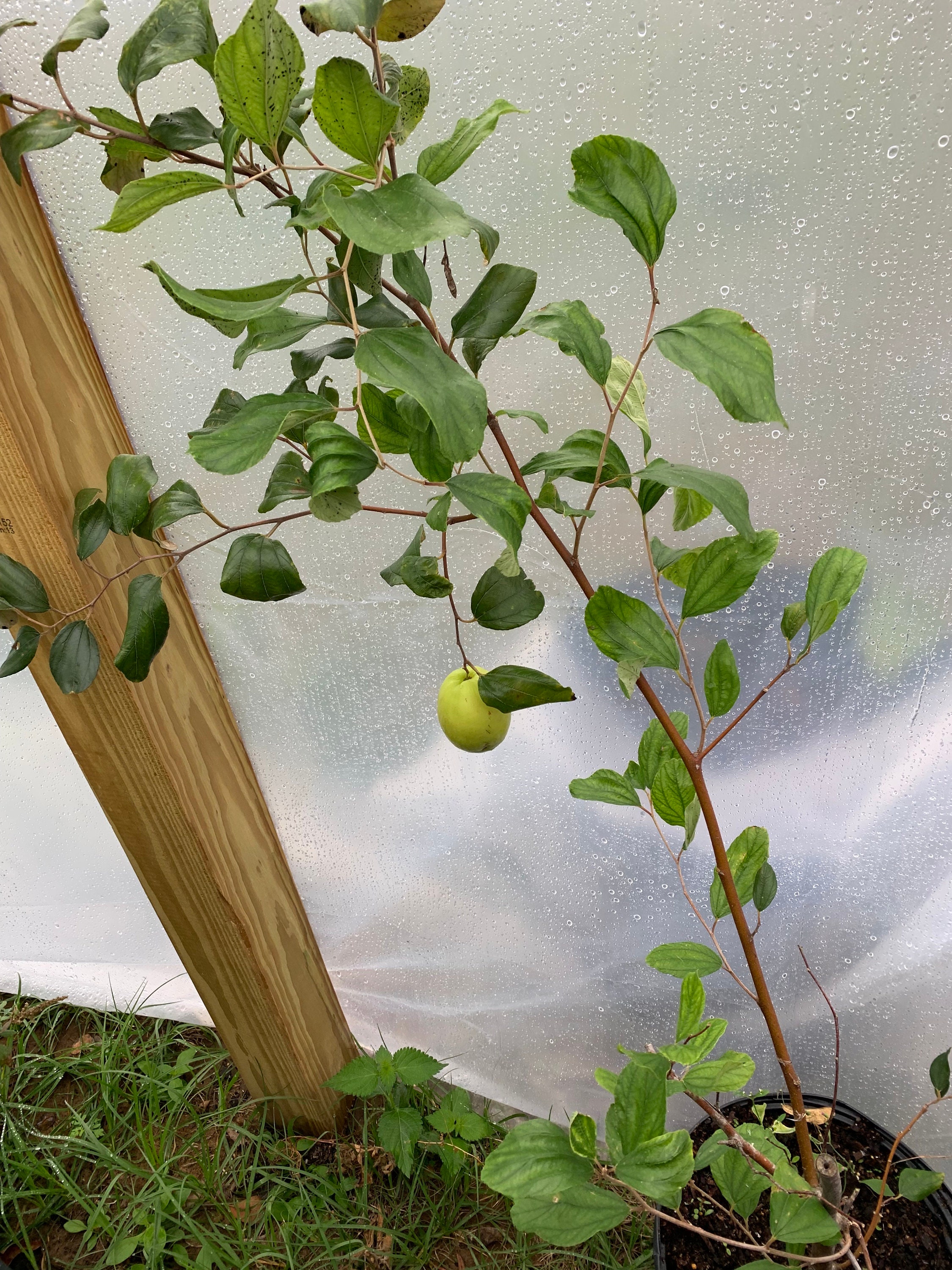 Thai Giant Jujube Tree (2-3 Ft Tall))no Ship CA and AZ - Etsy