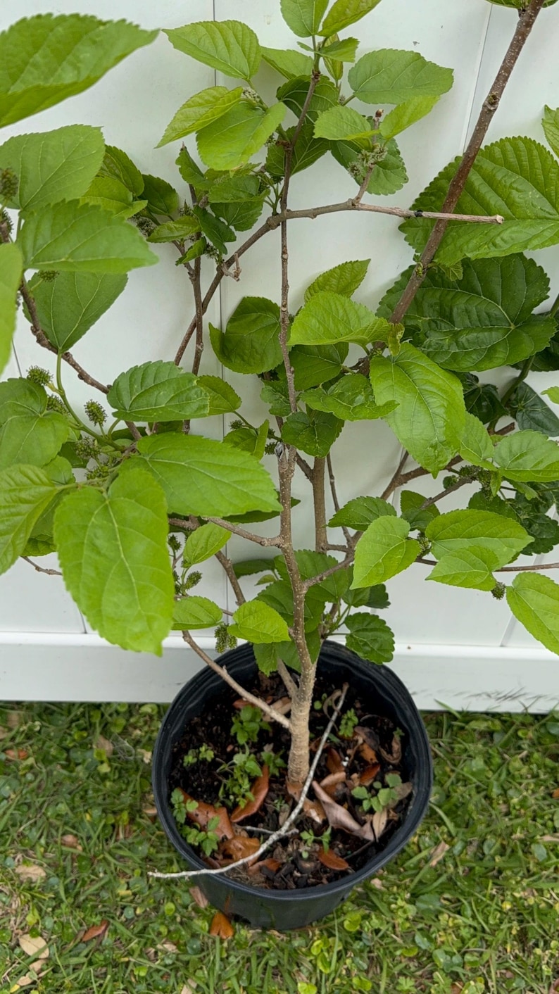 Dwarf Maui Mulberry Tree (2 -3ft Tall) - Etsy