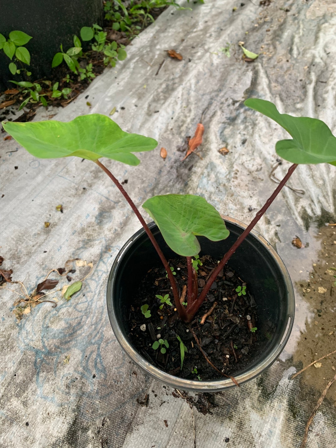 Edible Red Elephant Ear Plant (no Ship CA and AZ) - Etsy