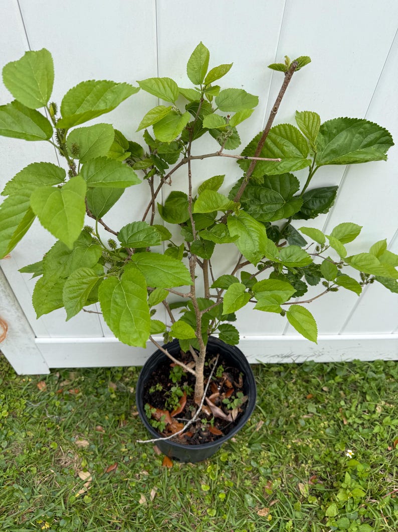 Dwarf Maui Mulberry Tree (2 -3ft Tall) - Etsy