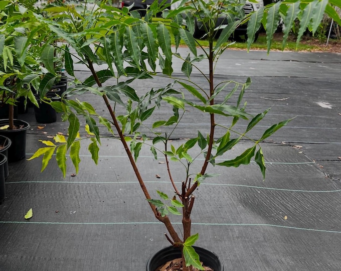 Neem Tree (2 Feet Tall) No Ship California,no International Shipping ...