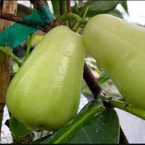 Thai Green Wax Apple /wax Jambu Tree/green Diamond Tree With Flower(2 ...
