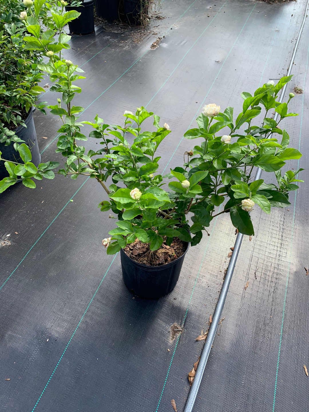 Grand Duke Thai Jasmine Flower Plant 2-3ft Tall - Etsy Canada