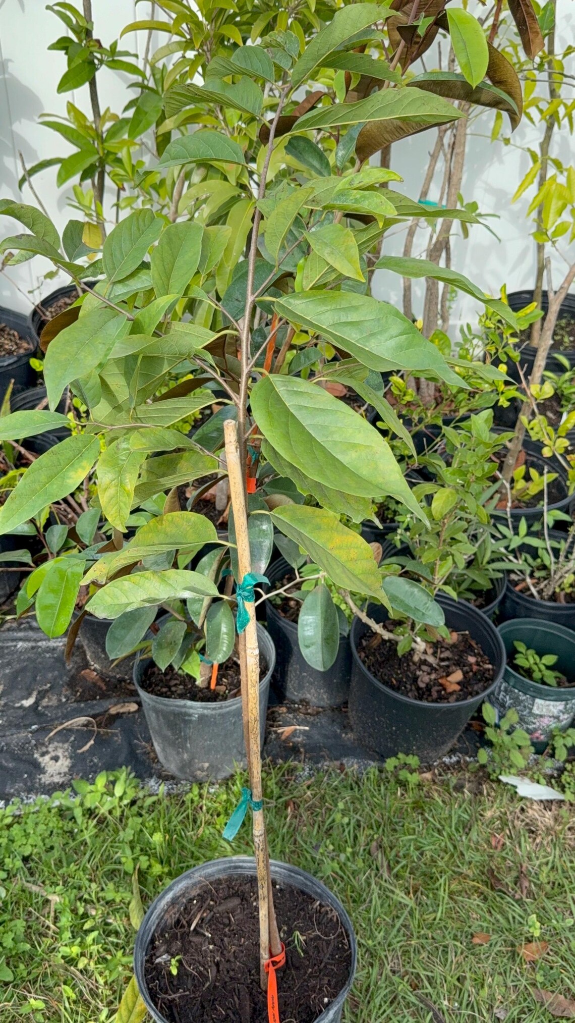 Red Sugar Apple Tree (3-4 Years) Will Be Fruiting Soon - Etsy