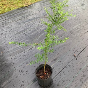 Red Finger Lime Tree (2 Ft Tall) No Ship California Will Be Flowering ...