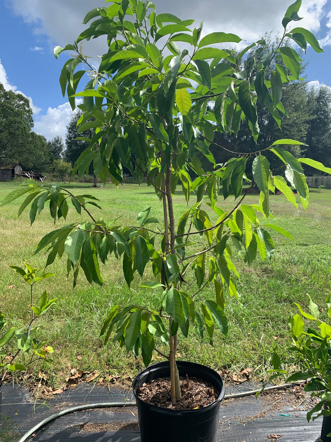 White Champaca ( Michelia Alba )tree With Flower (5ft Tall ) No Ship ...