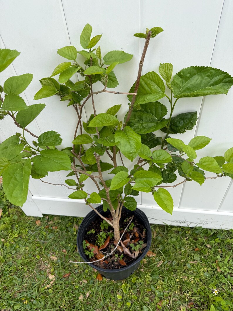 Dwarf Mulberry Tree (2-3 Ft Tall) No Ship California,no International ...