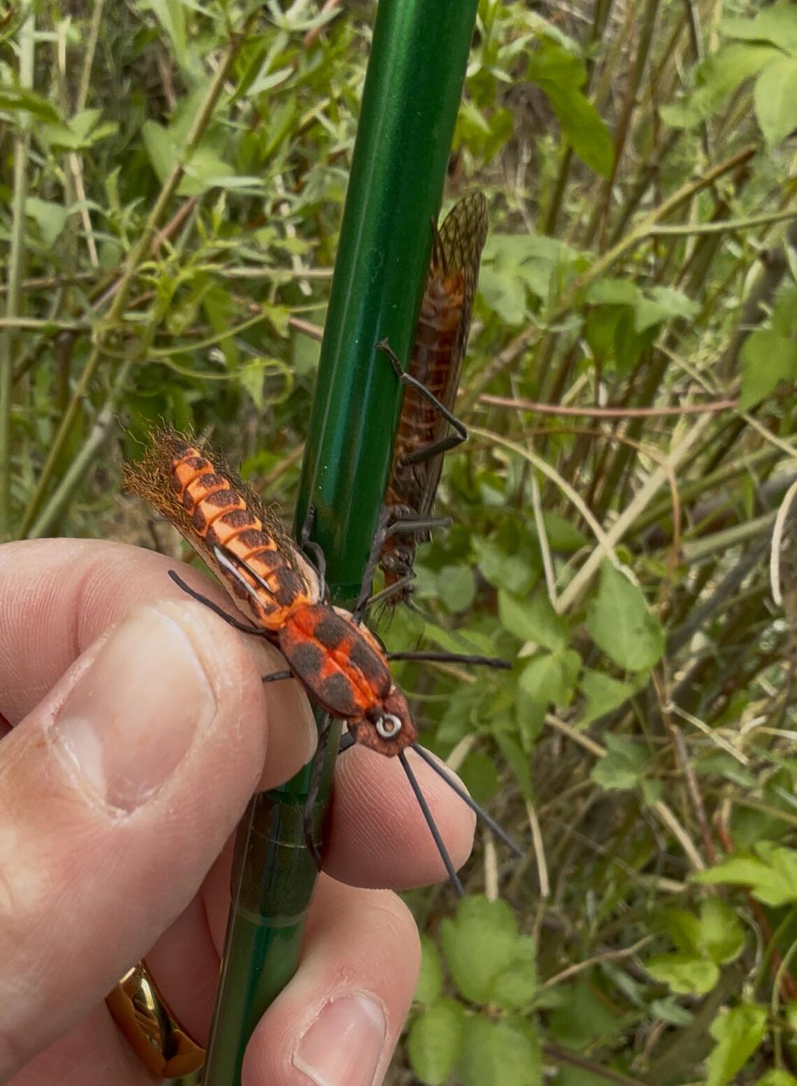 Salmon Fly / Stone Fly - Extended Body - Etsy